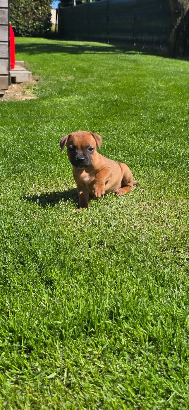 Etalons - Elevage Du Domaine des Rois Canins - eleveur de chiens ...