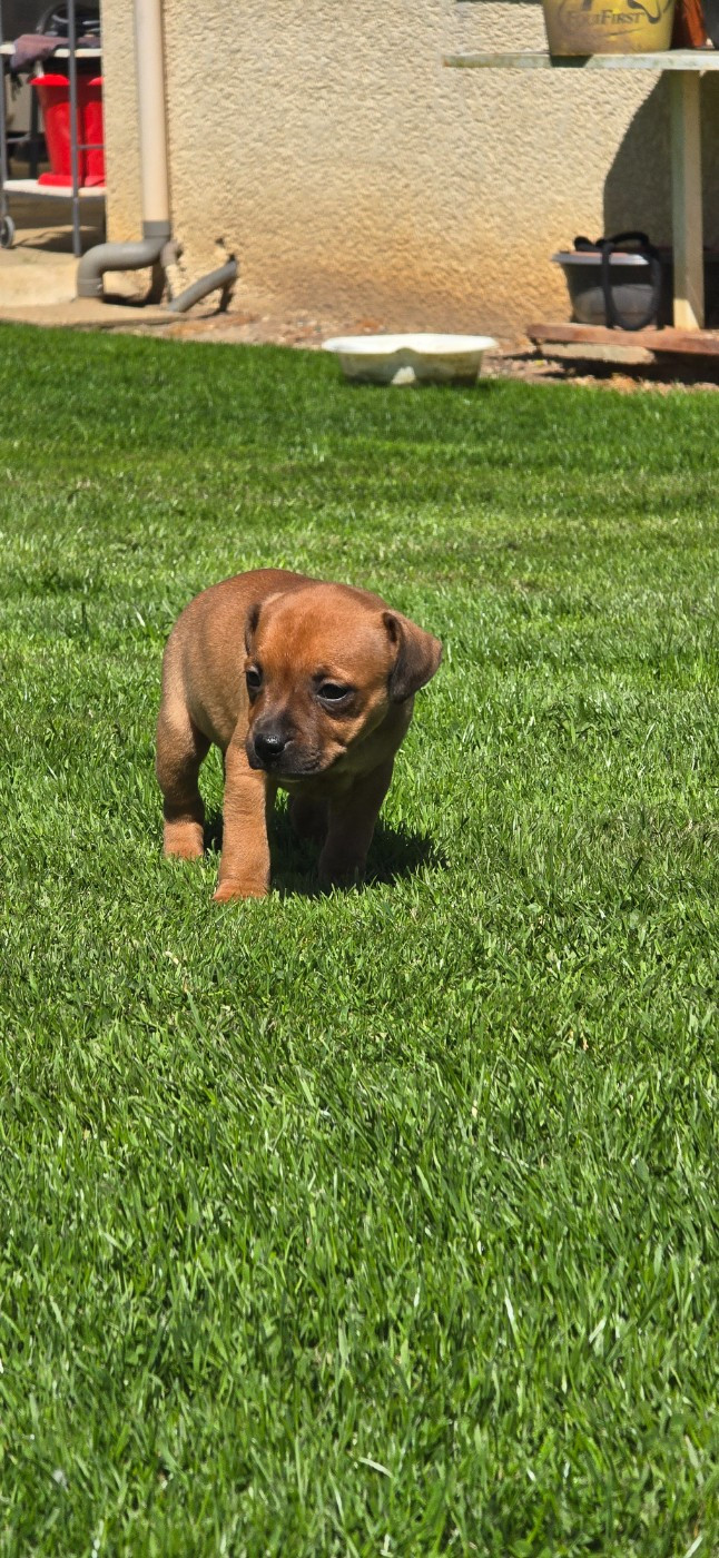 Etalons - Elevage Du Domaine des Rois Canins - eleveur de chiens ...